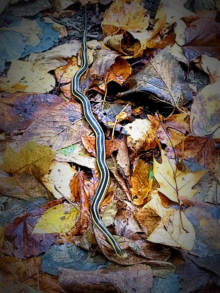 Snake on Fall Leaves - Unbound Roots