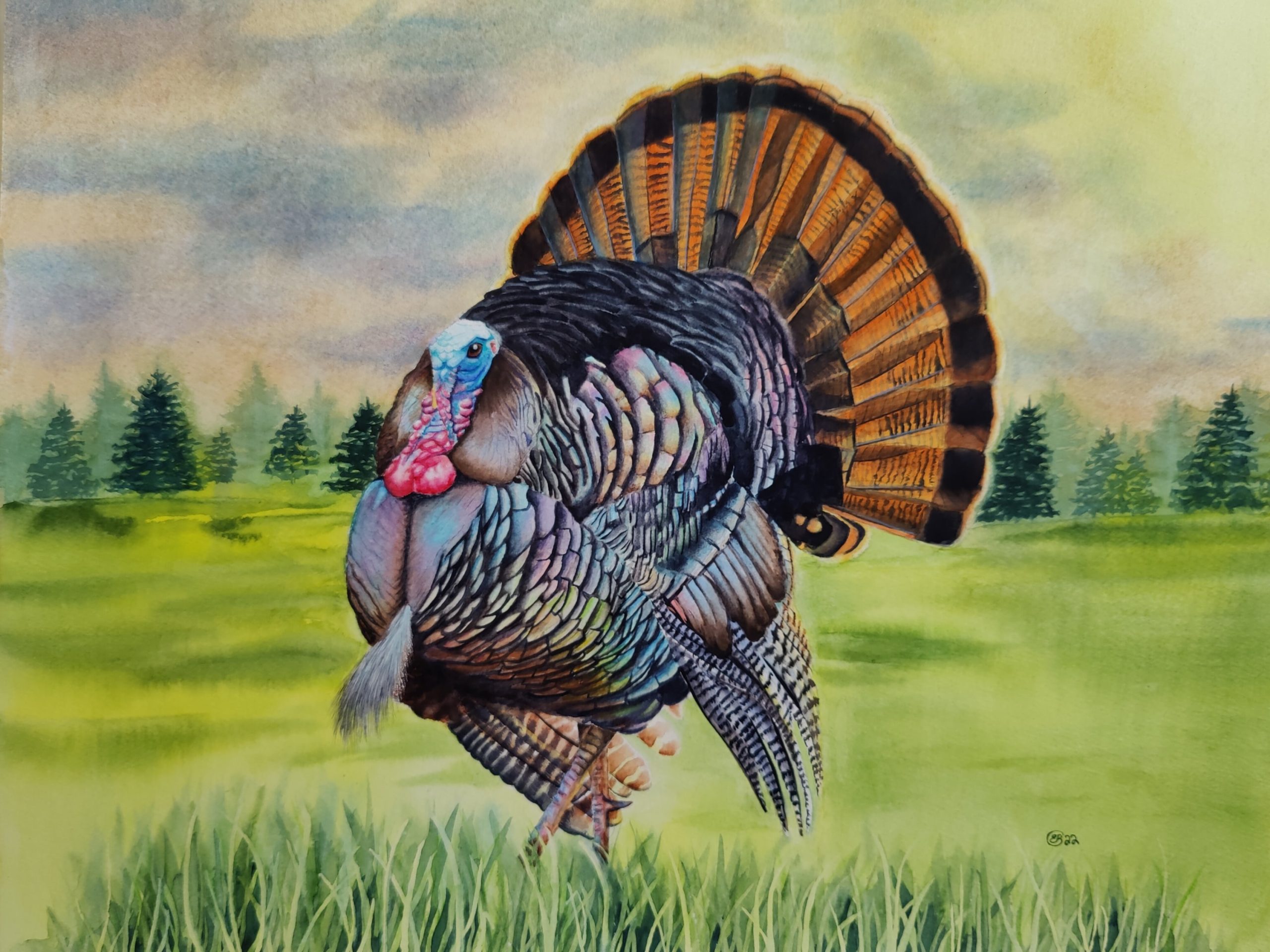 Spring Strut: A Watercolor Painting of a Wild Turkey
